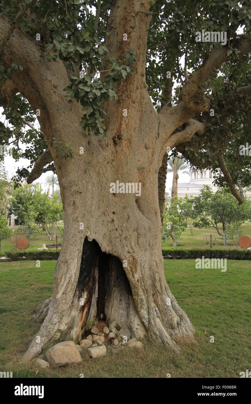 Zachäus Maulbeerfeigenbaum Fig in Jericho Stockfotografie - Alamy