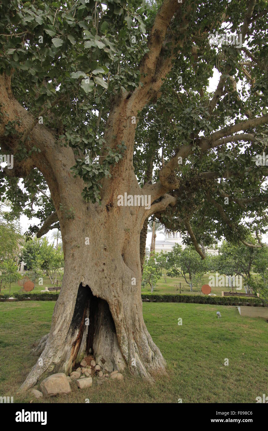 Sycamore fig tree -Fotos und -Bildmaterial in hoher Auflösung – Alamy