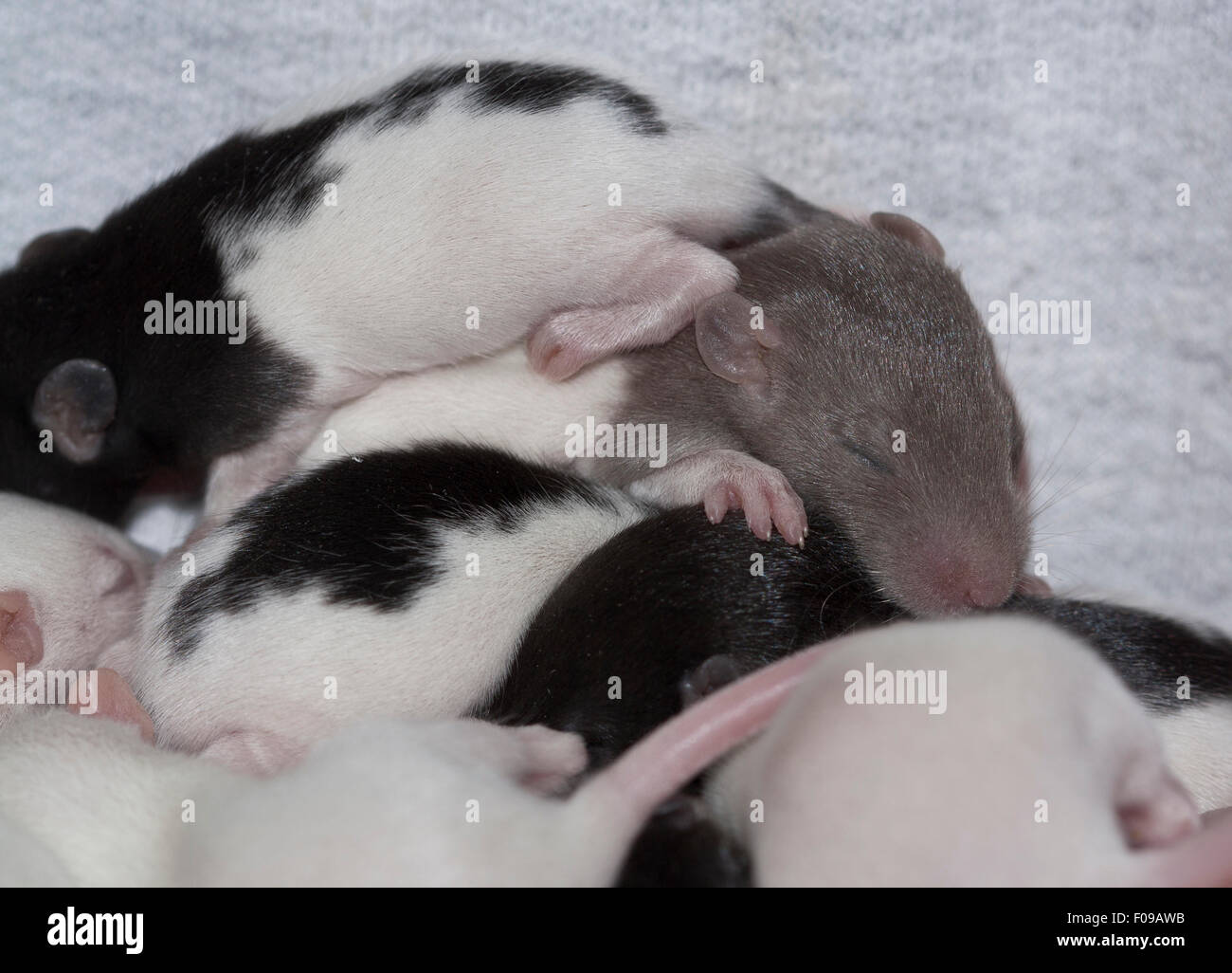 Ratten können sei alles andere als süß als Erwachsene, aber als Babys ...