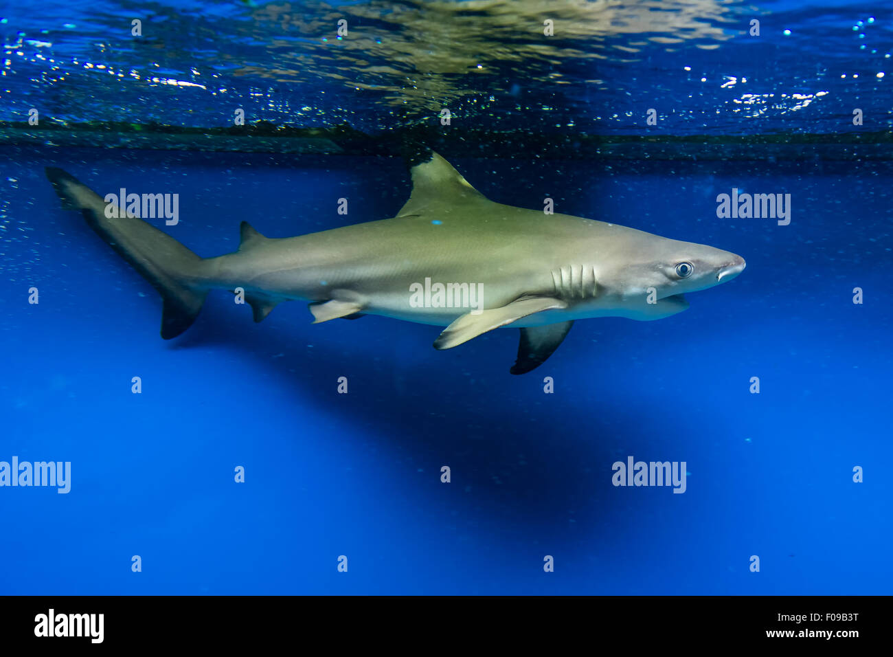 Carcharhinus Melanopterus - Schwarzspitzen-Riffhai - Meeresfisch ...