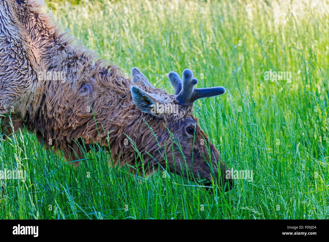 Nahaufnahme von Whitetail Deer in hohe Gräser in Mittelamerika. Es ist ...