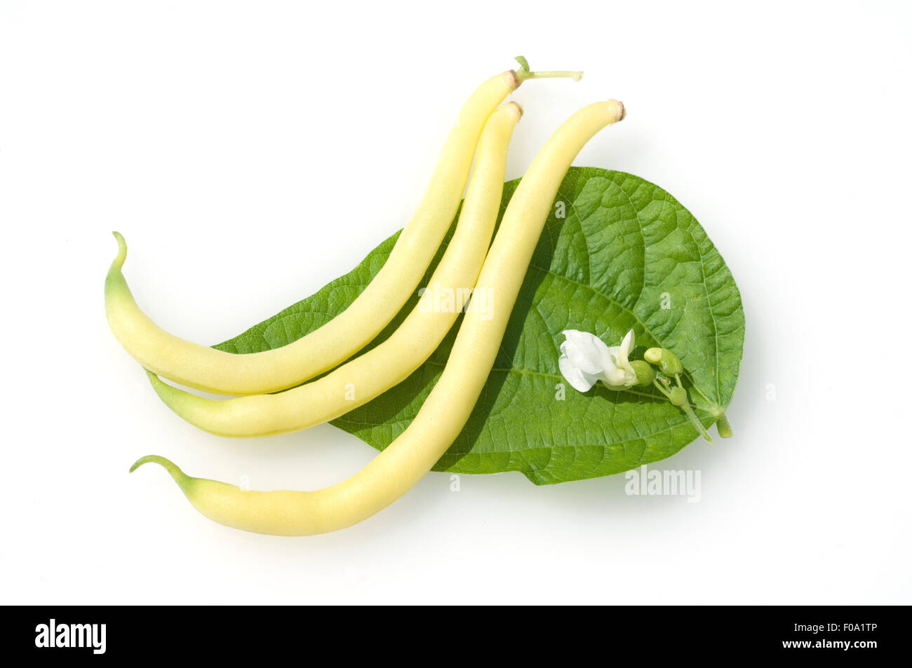 Phaseolus vulgaris var nanus -Fotos und -Bildmaterial in hoher ...