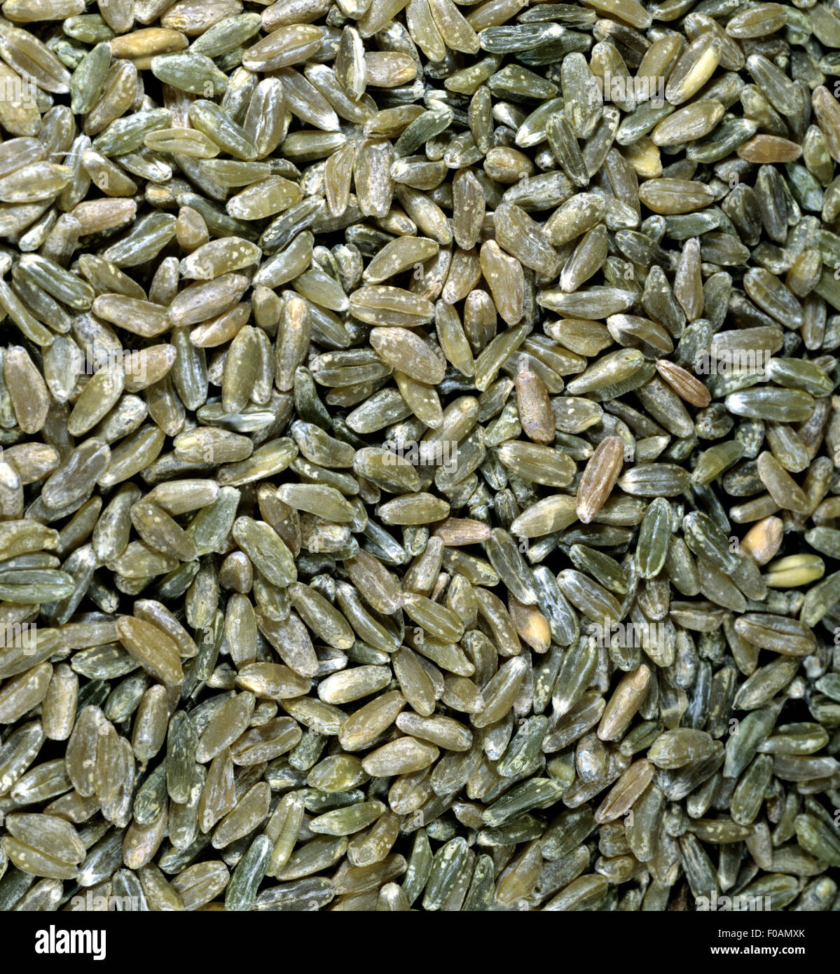 Dinkel getreide feld -Fotos und -Bildmaterial in hoher Auflösung – Alamy