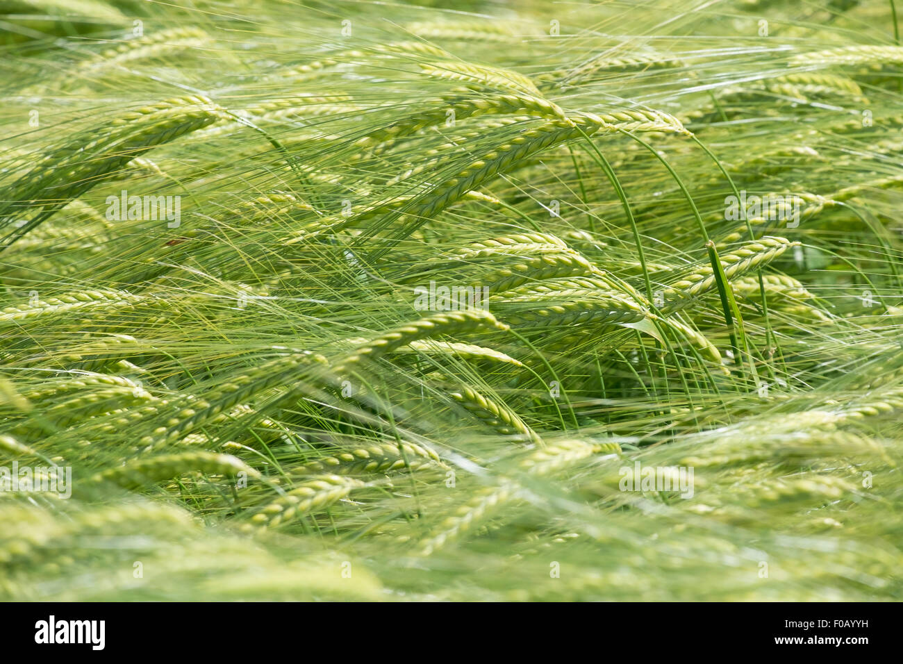 Neue gerste -Fotos und -Bildmaterial in hoher Auflösung – Alamy