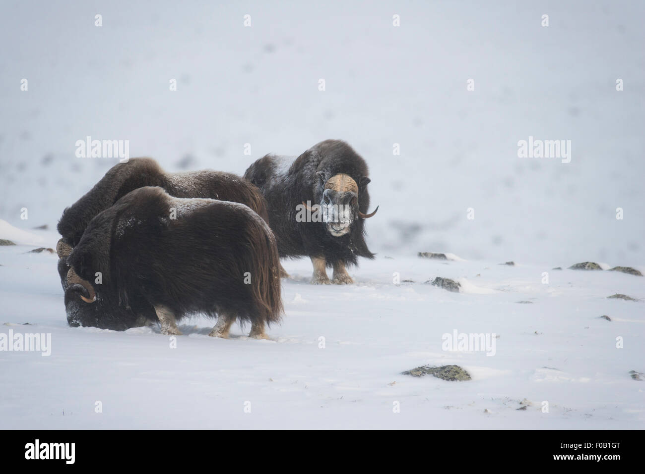 Moschus ochsen -Fotos und -Bildmaterial in hoher Auflösung – Alamy