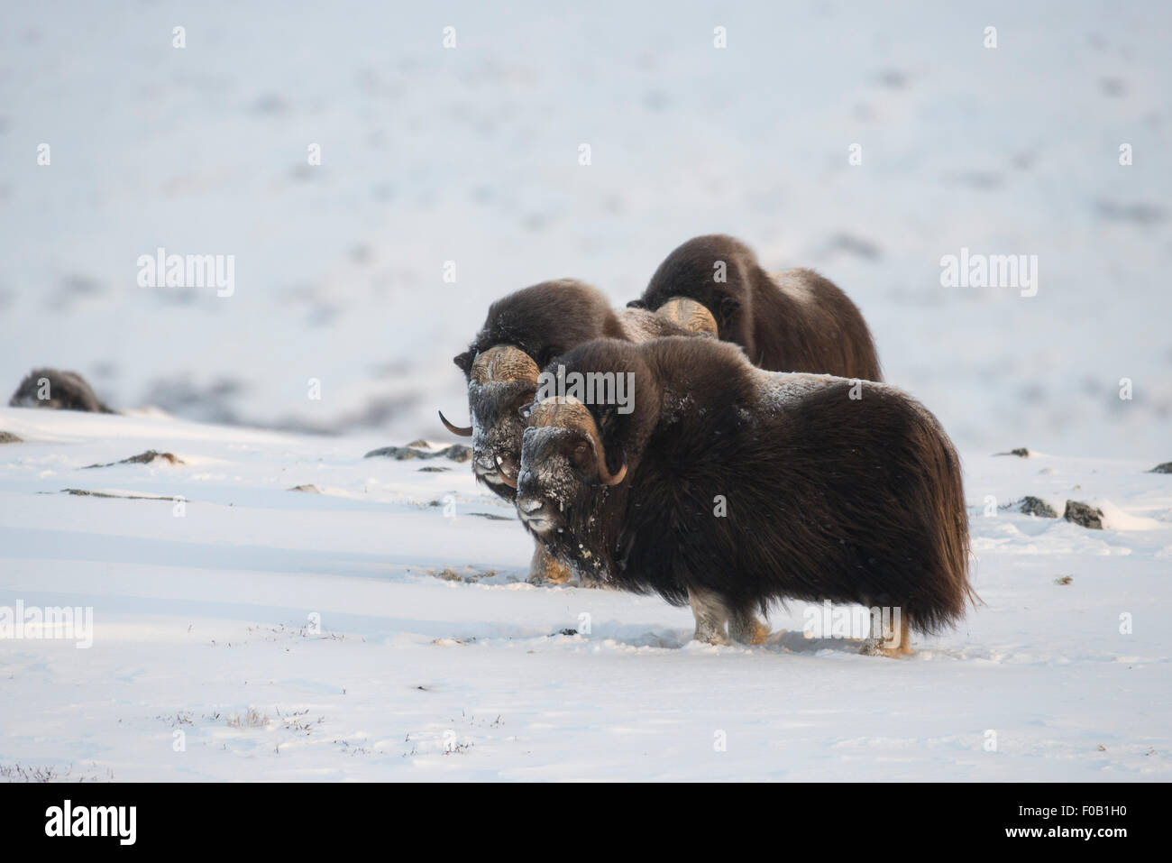 Moschus ochsen -Fotos und -Bildmaterial in hoher Auflösung – Alamy