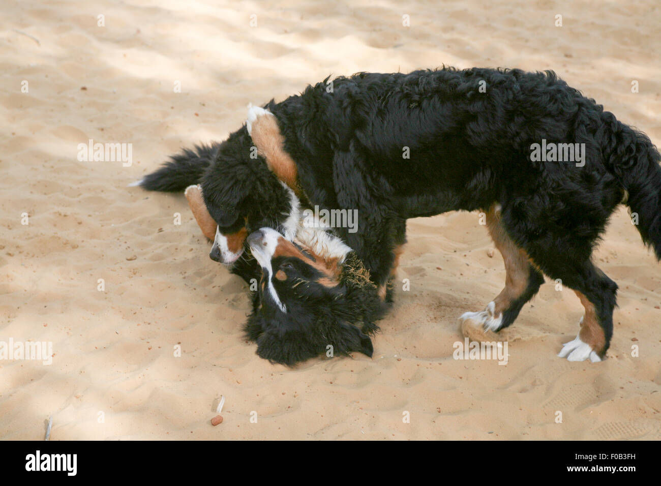 Der Berner Sennenhund, namens in deutscher Sprache die Berner ...