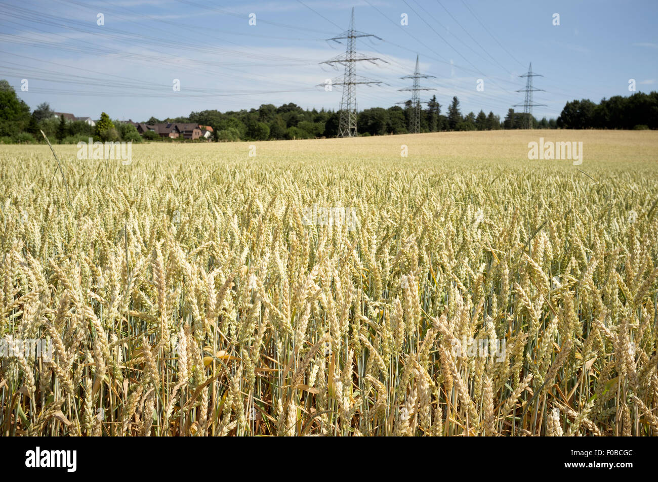 Wheat field germany -Fotos und -Bildmaterial in hoher Auflösung – Alamy