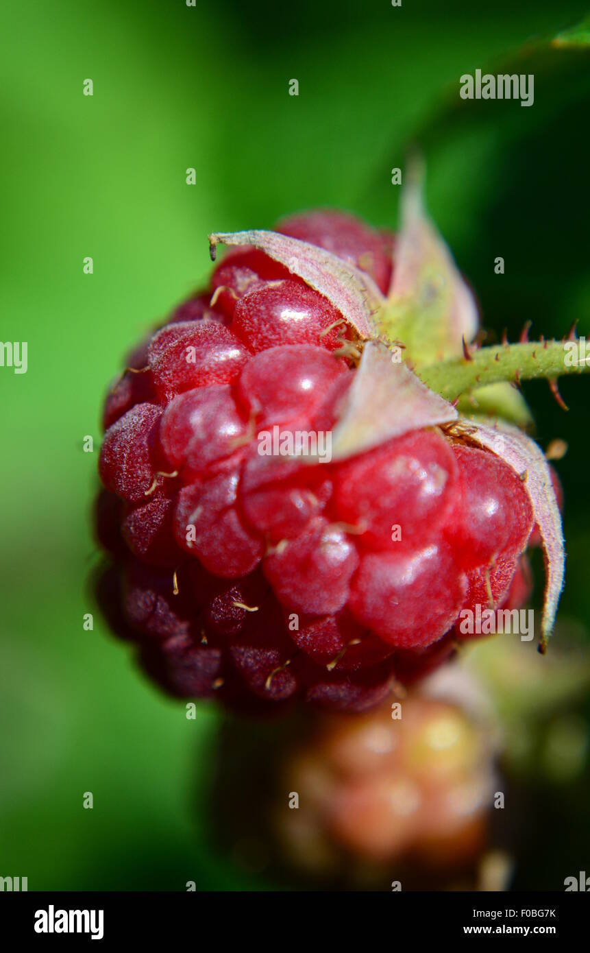 Roter himbeerbusch Stockfotos und -bilder Kaufen - Alamy