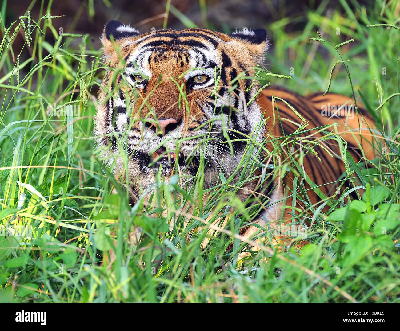 Bengal tiger stalking -Fotos und -Bildmaterial in hoher Auflösung – Alamy