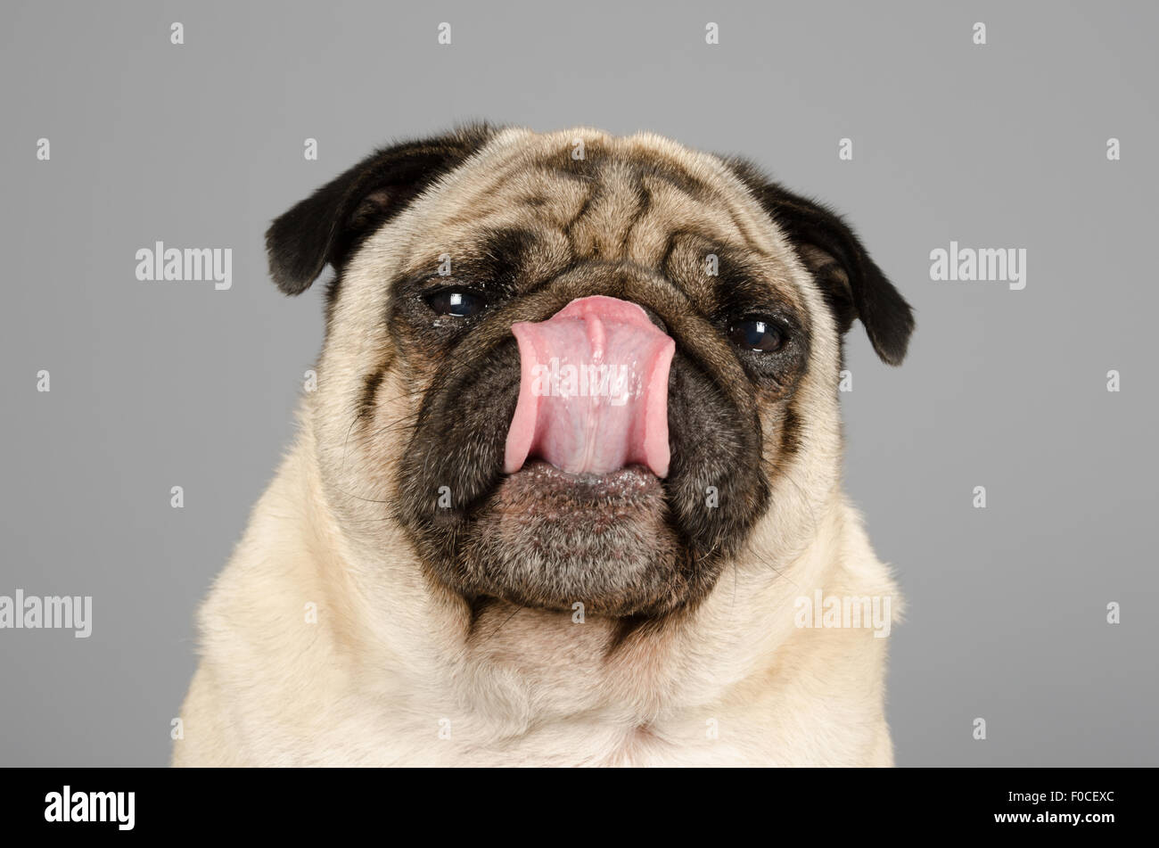 George der Mops Stockfotografie - Alamy
