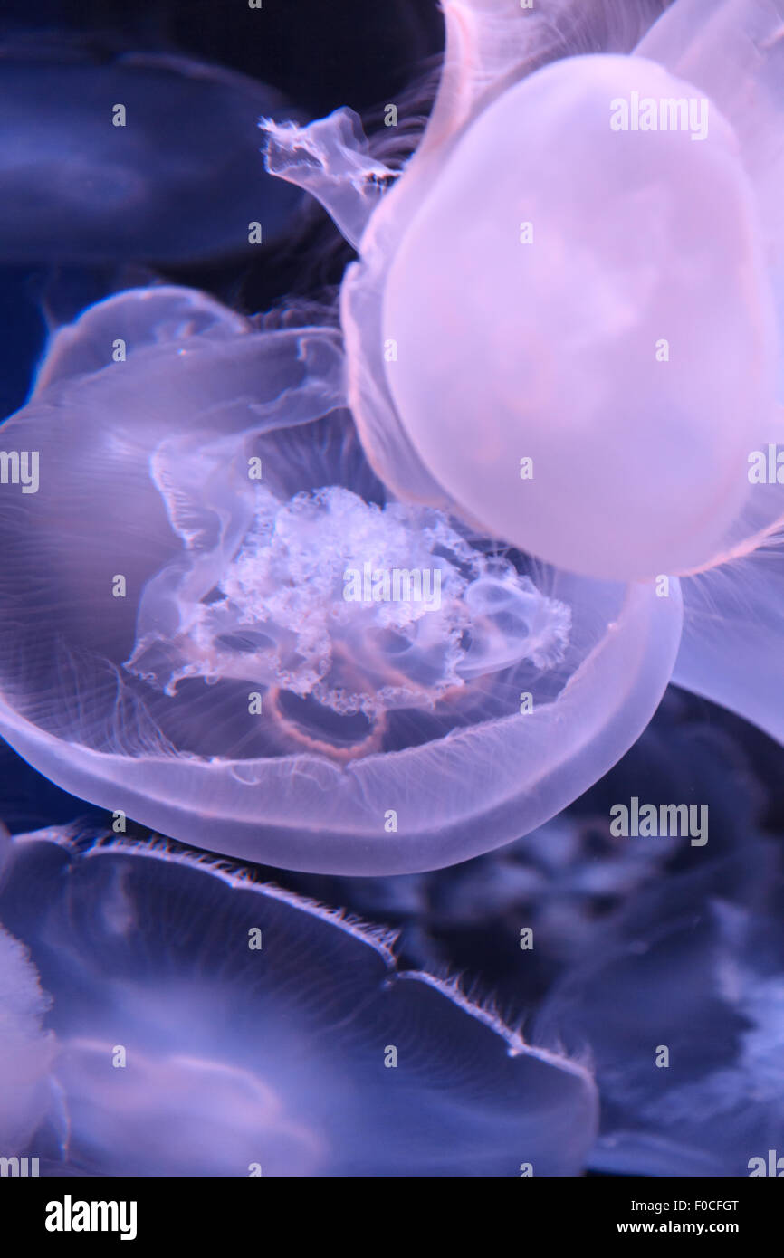 Qualle gonaden -Fotos und -Bildmaterial in hoher Auflösung – Alamy