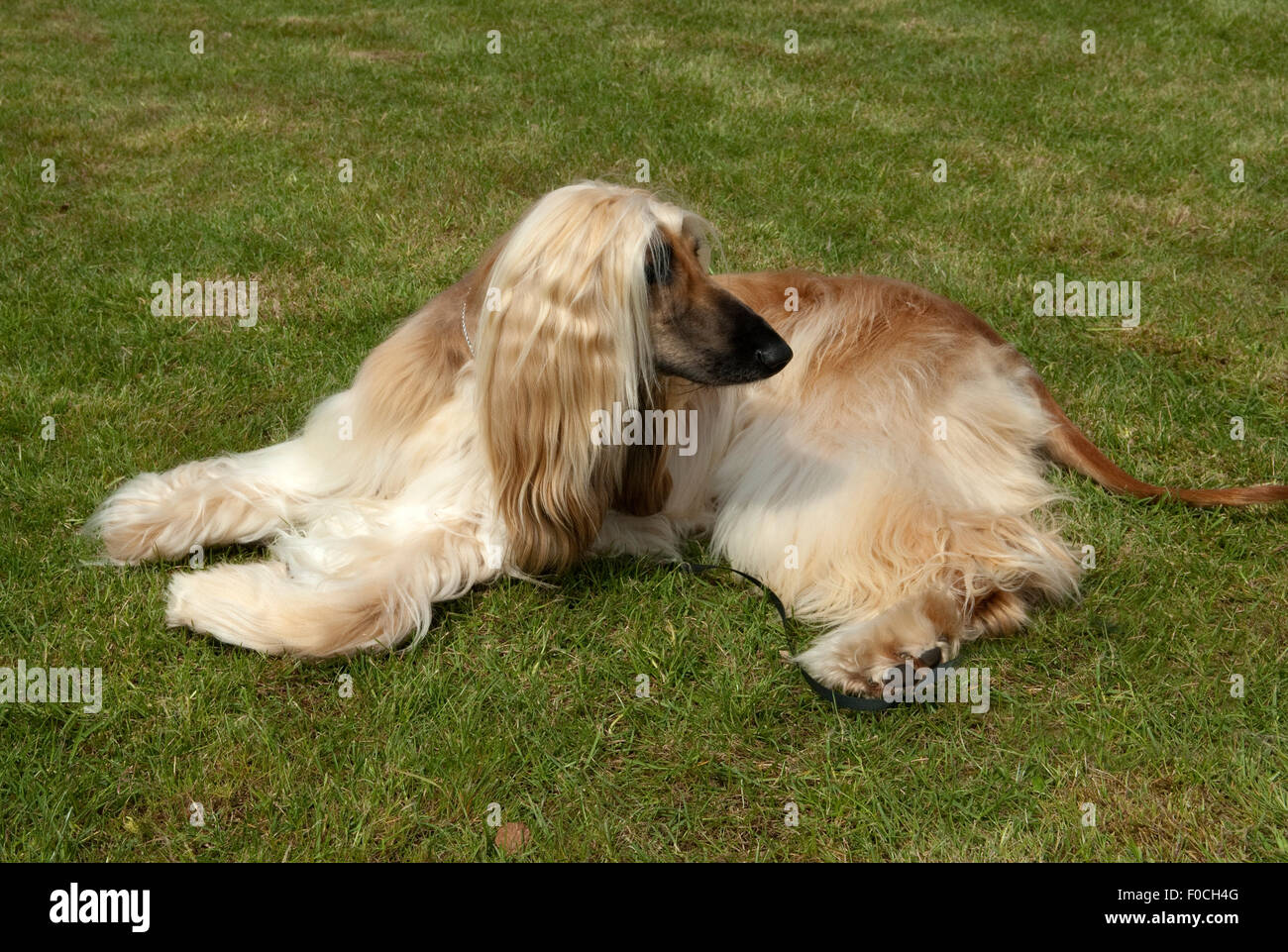 Afghane; Afghanischer; Windhund; Hund Stockfotografie - Alamy