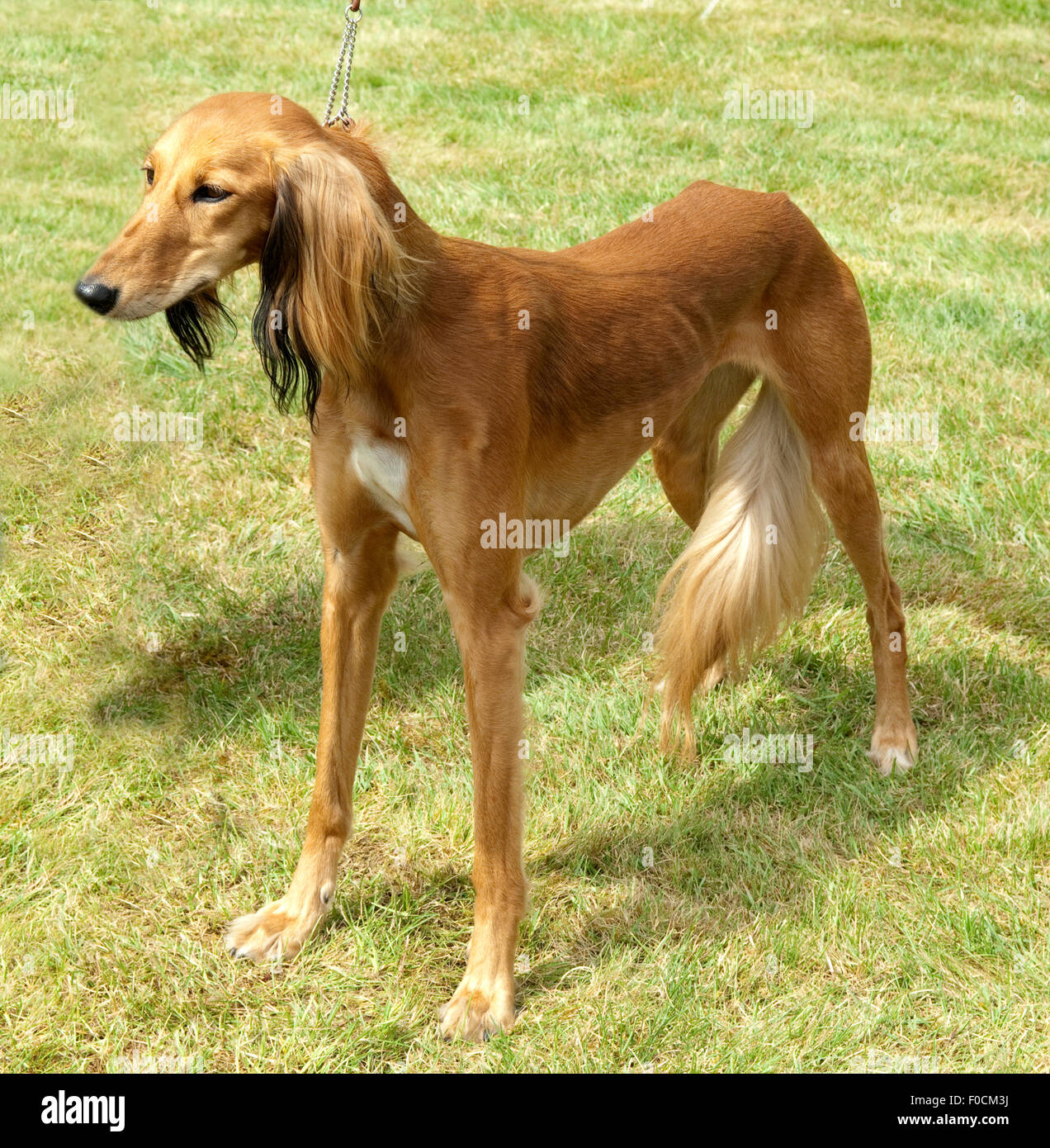Saluki, Hunderasse, Windhund, Befederter Stockfotografie - Alamy