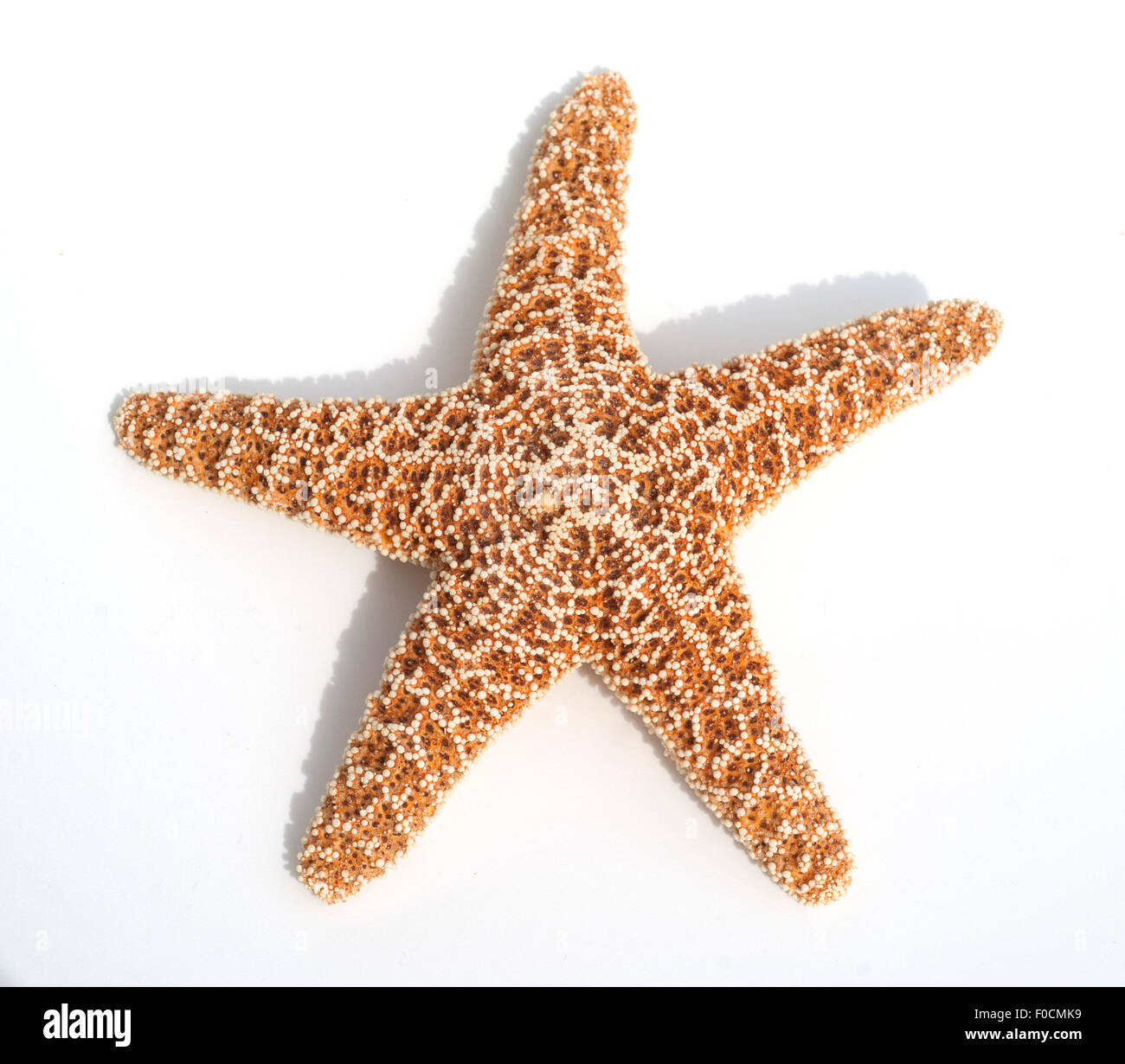 Nordsee Seestern Stockfotos & Nordsee Seestern Bilder - Alamy