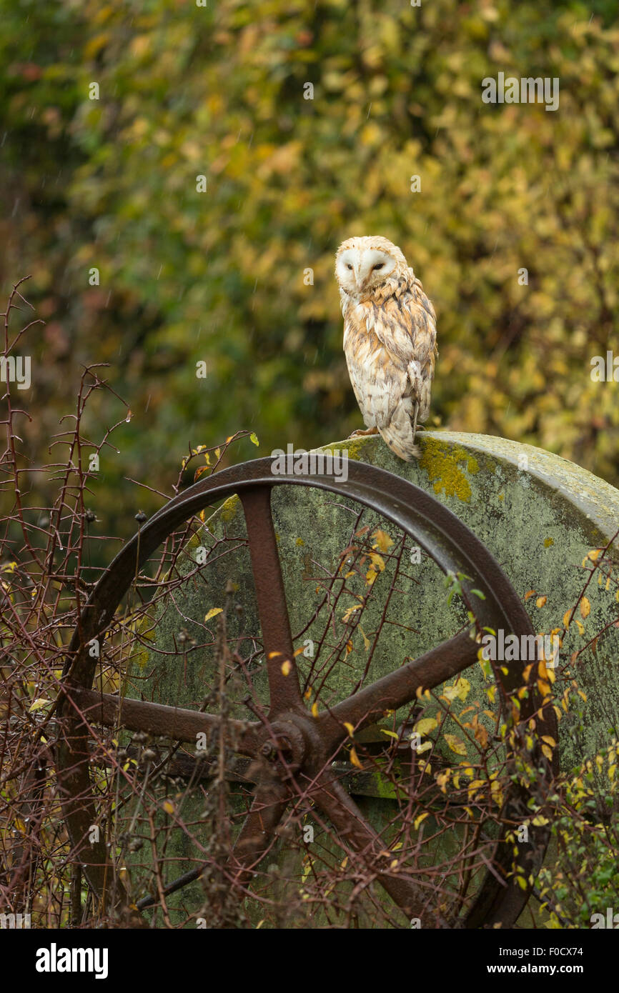 Nasse Eule Stockfotos und -bilder Kaufen - Alamy