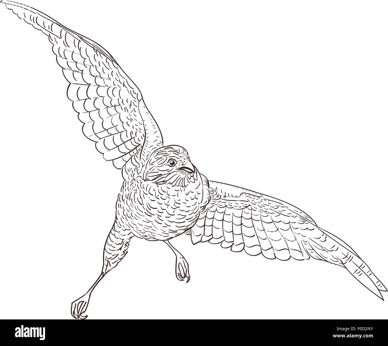 Skizze Zeichnung des fliegenden Falken Stock-Vektorgrafik - Alamy
