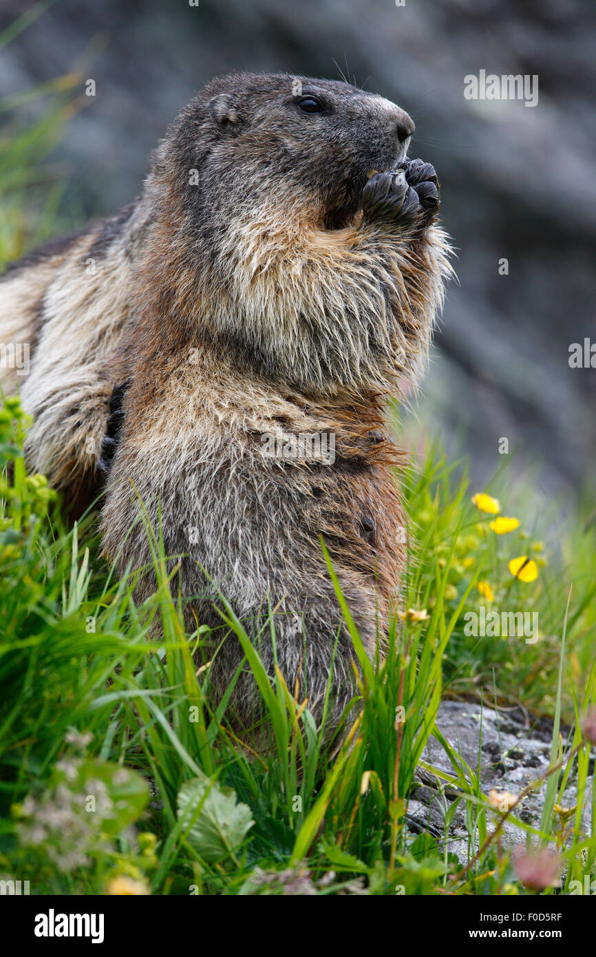 Murmeltier und blumen -Fotos und -Bildmaterial in hoher Auflösung - Seite 2 - Alamy