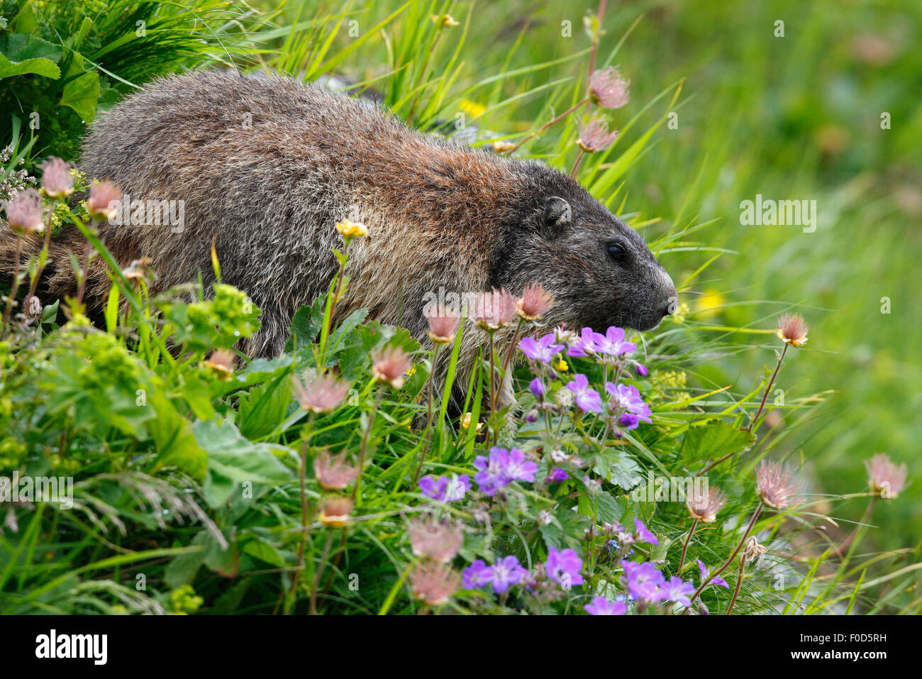 Murmeltier und blumen -Fotos und -Bildmaterial in hoher Auflösung – Alamy
