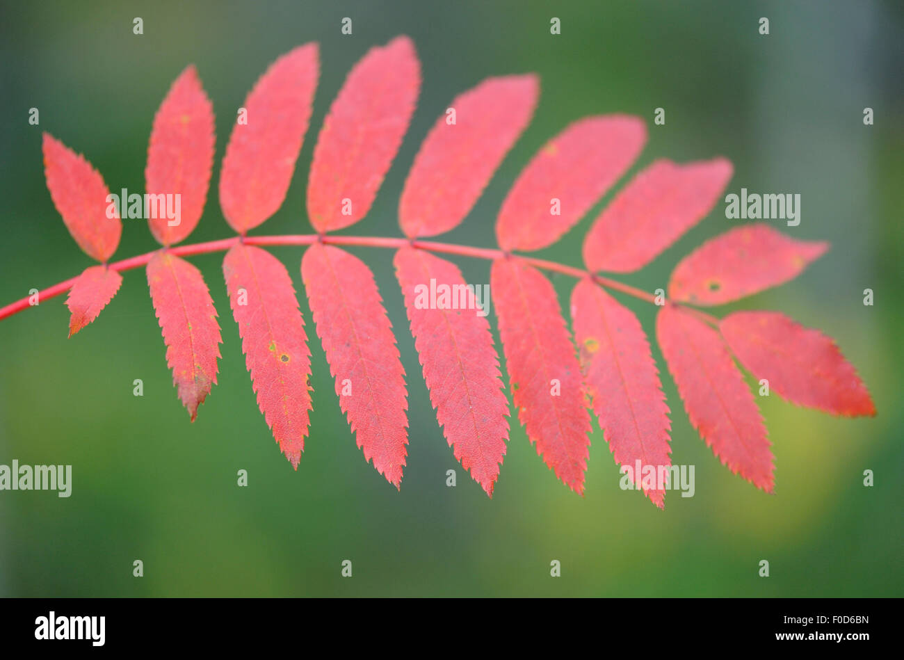 Eberesche / Vogelbeerbaum (Sorbus Aucuparia) verlässt, Kuhmo, Finnland ...