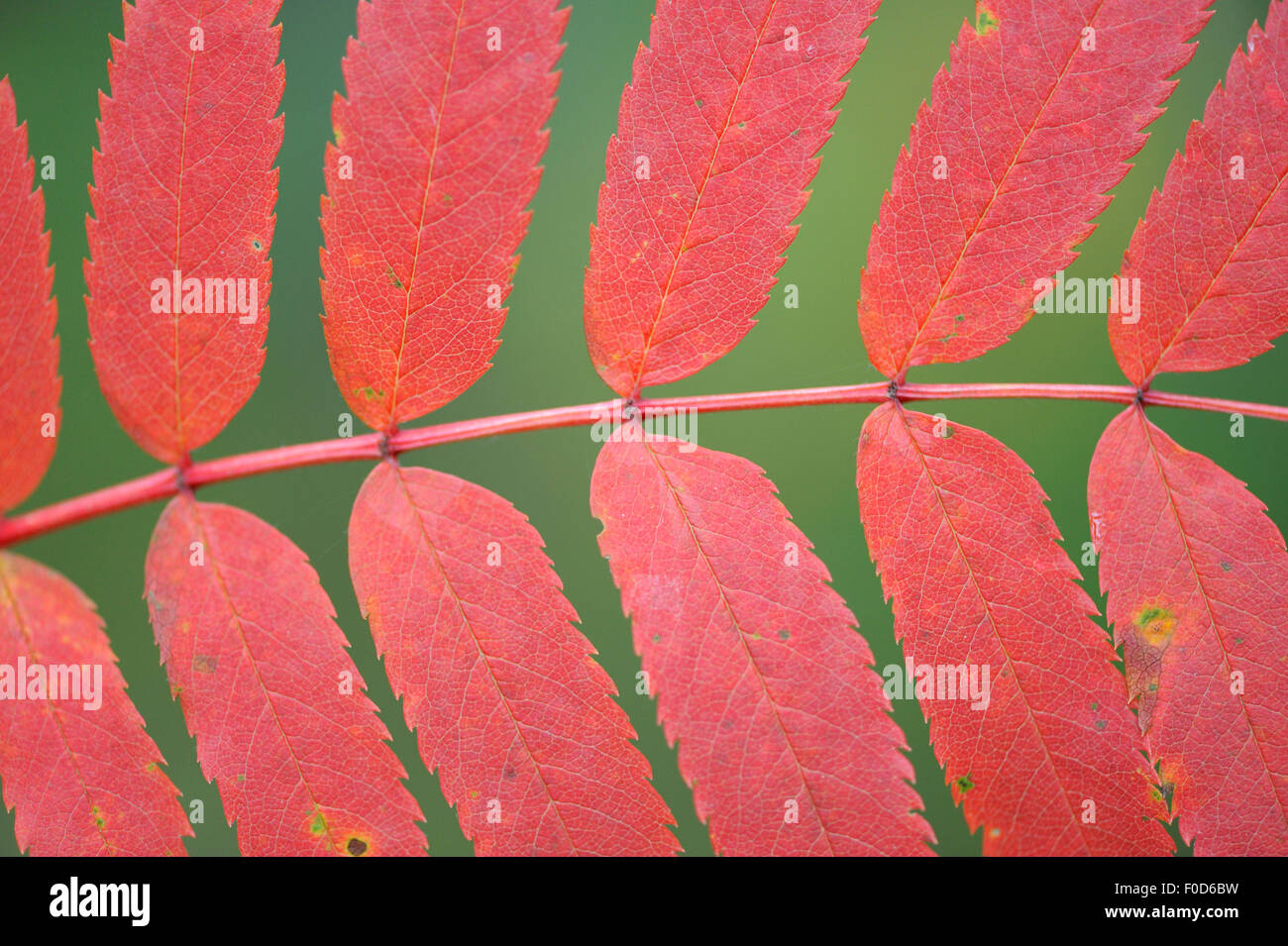 Eberesche / Vogelbeerbaum (Sorbus Aucuparia) verlässt, Kuhmo, Finnland ...