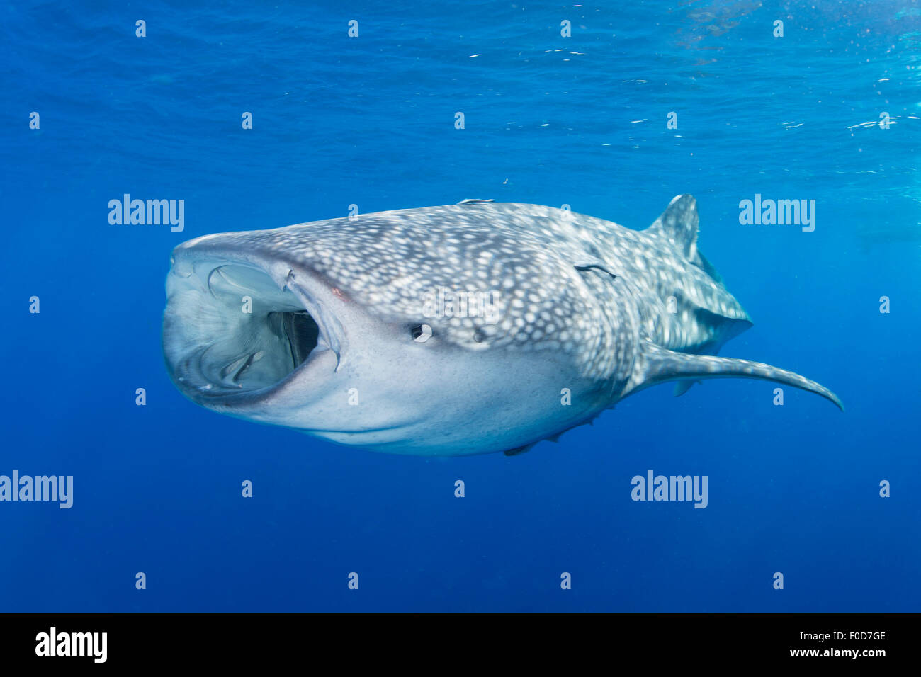 Blue Whale Mouth Stockfotos und -bilder Kaufen - Alamy