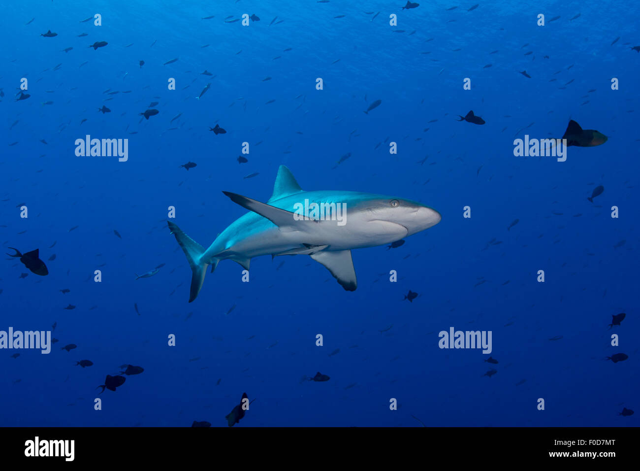 Gefahrenbiologie -Fotos und -Bildmaterial in hoher Auflösung – Alamy