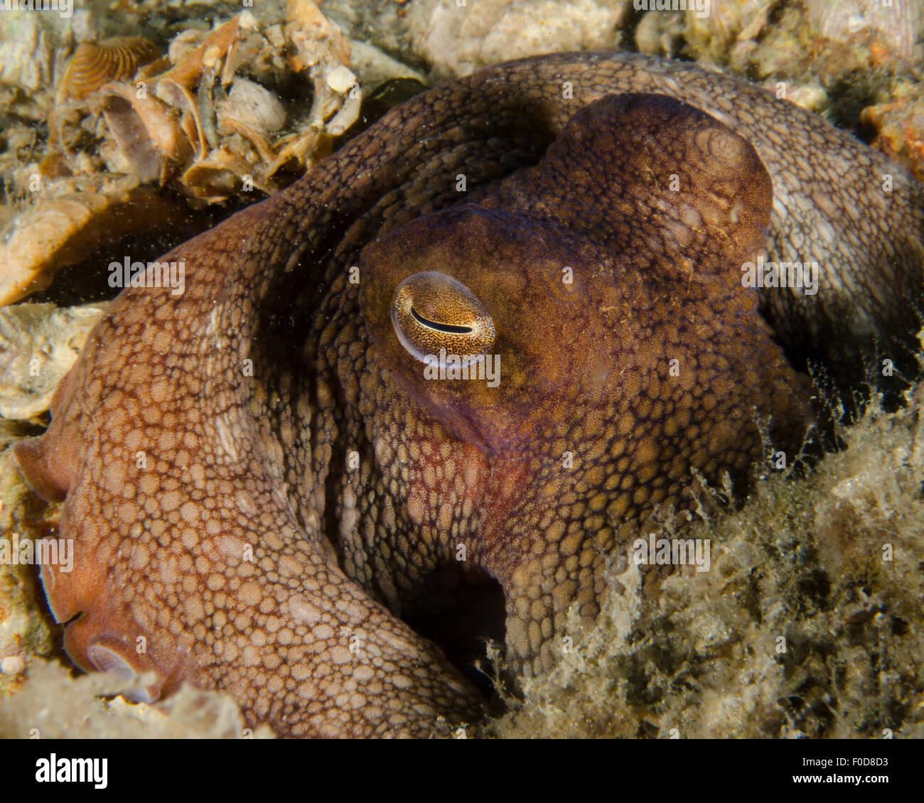 Oktopus Kopf Stockfotos und -bilder Kaufen - Alamy
