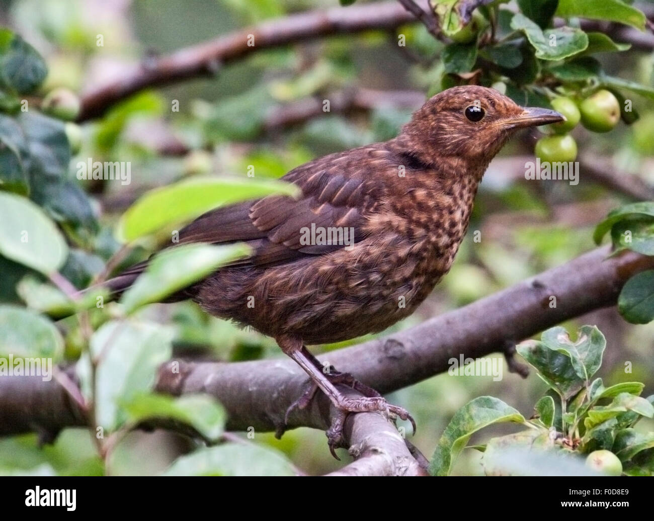 Baby amseln -Fotos und -Bildmaterial in hoher Auflösung – Alamy