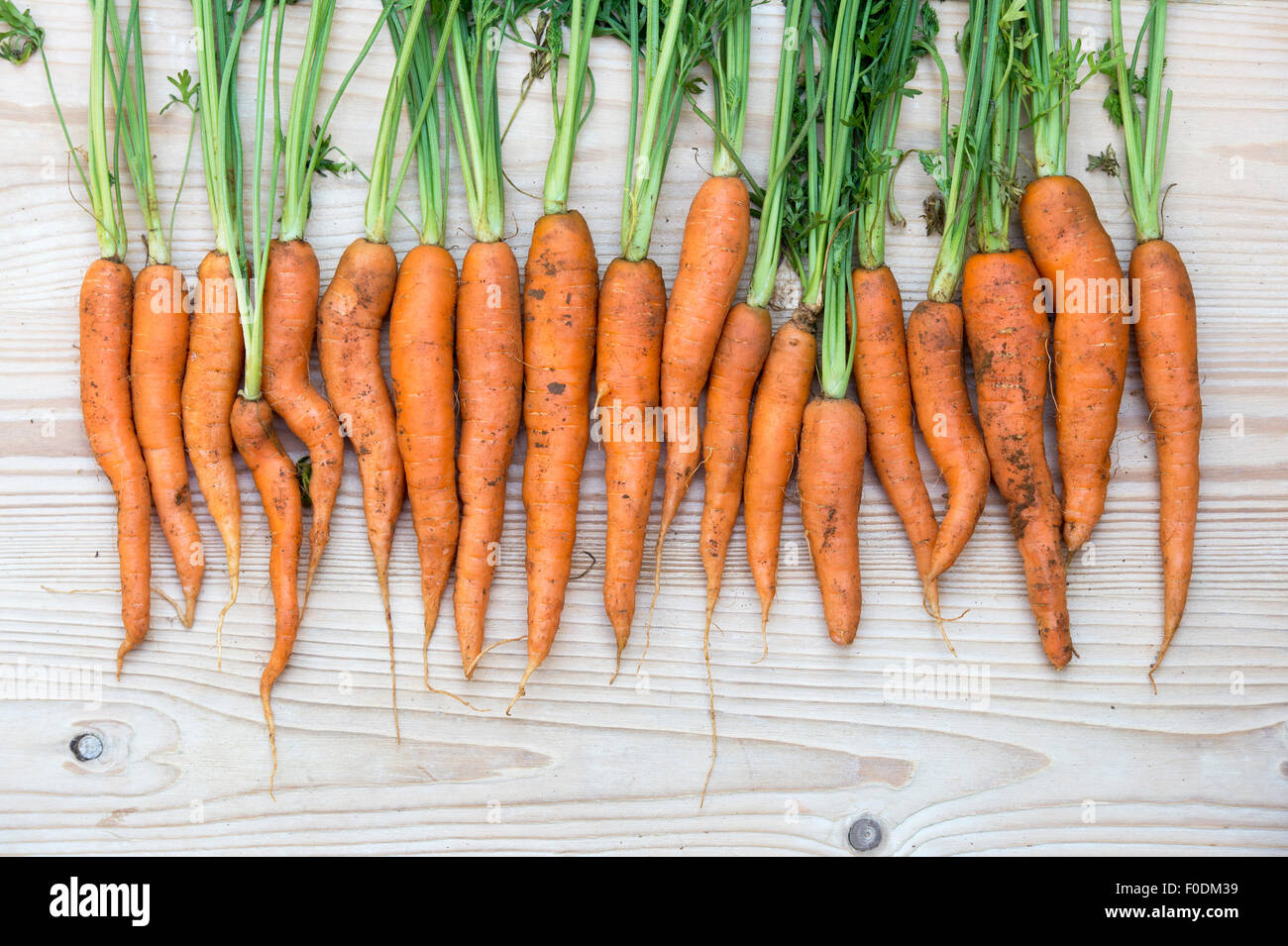 Daucus Carota. Bio-Karotten frisch gegraben Stockfotografie - Alamy