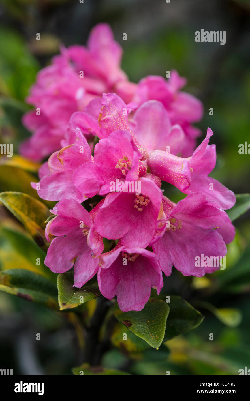 Alpenrose flowers -Fotos und -Bildmaterial in hoher Auflösung - Seite 2 ...