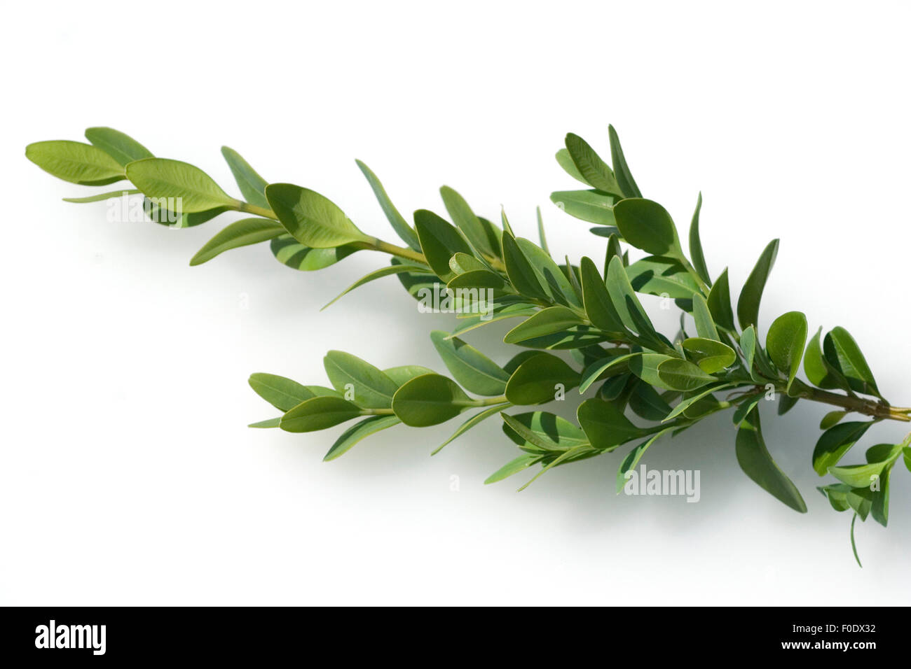 Zweig ast Stockfotos und -bilder Kaufen - Alamy