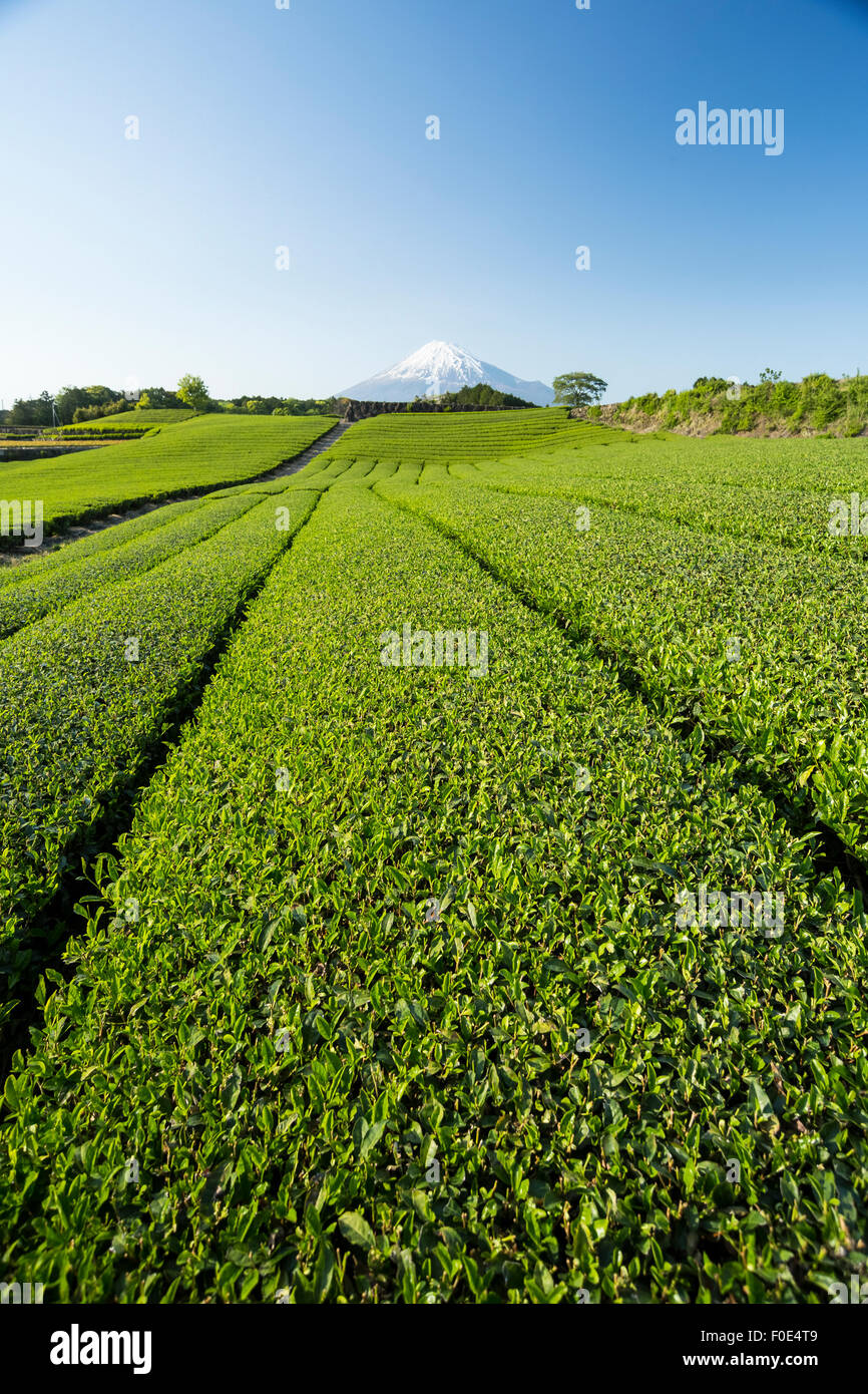 Tee plantage japan -Fotos und -Bildmaterial in hoher Auflösung – Alamy