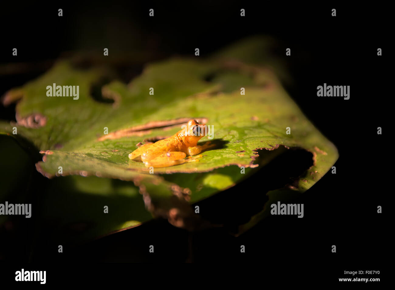 Kleine gelbe Frosch auf einem Blatt in der Amazonas-Regenwald in Peru ...