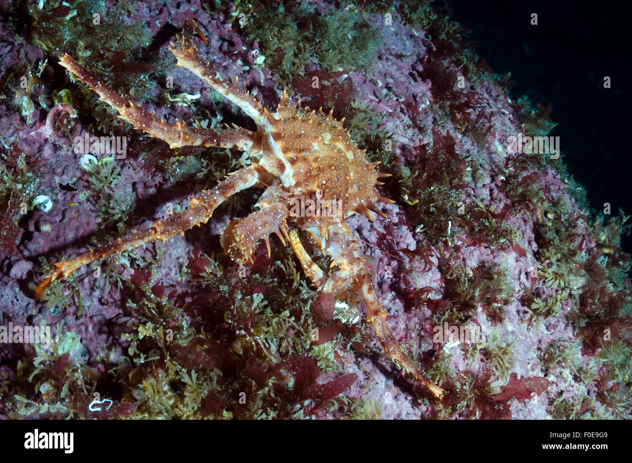 Stein und königskrabben -Fotos und -Bildmaterial in hoher Auflösung – Alamy