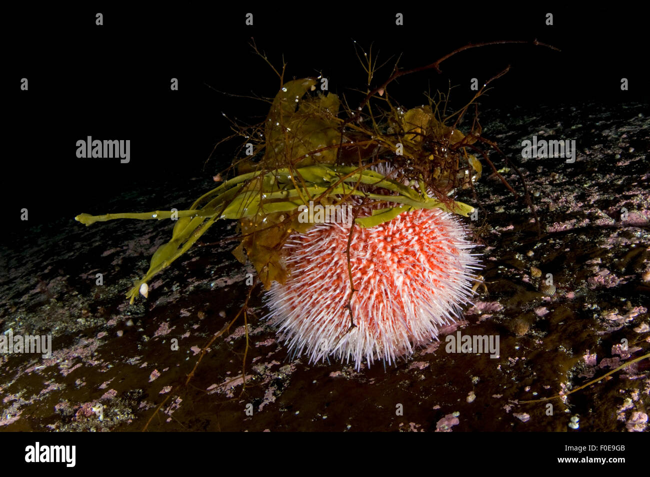 Essbare seeigel -Fotos und -Bildmaterial in hoher Auflösung – Alamy