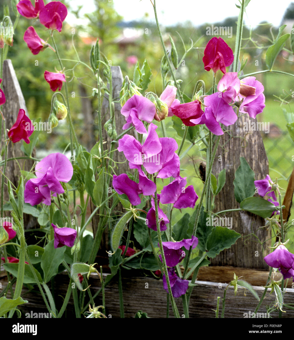 Duftwicke, Lathyrus man Stockfotografie - Alamy