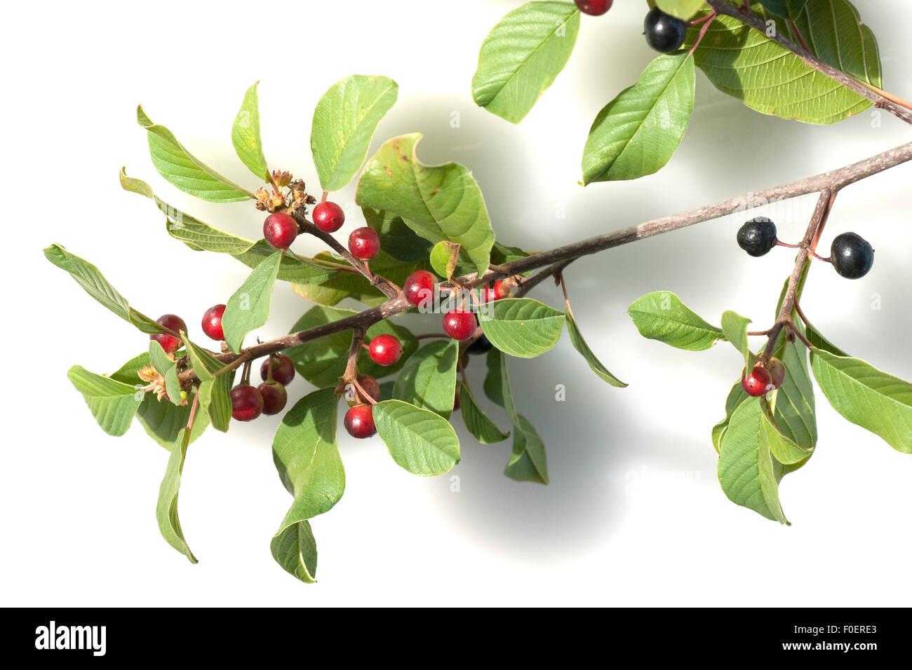 Alder buckthorn frangula alnus leaves -Fotos und -Bildmaterial in hoher ...