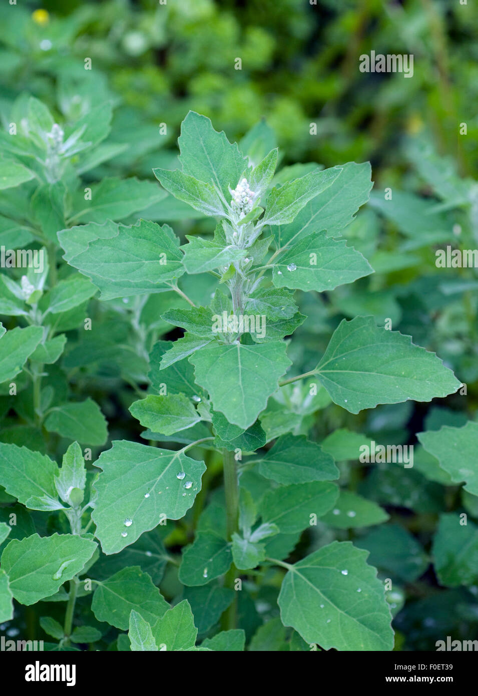 Gartenmelde; Atriplex; Hortensis; Dazupassen Stockfotografie - Alamy