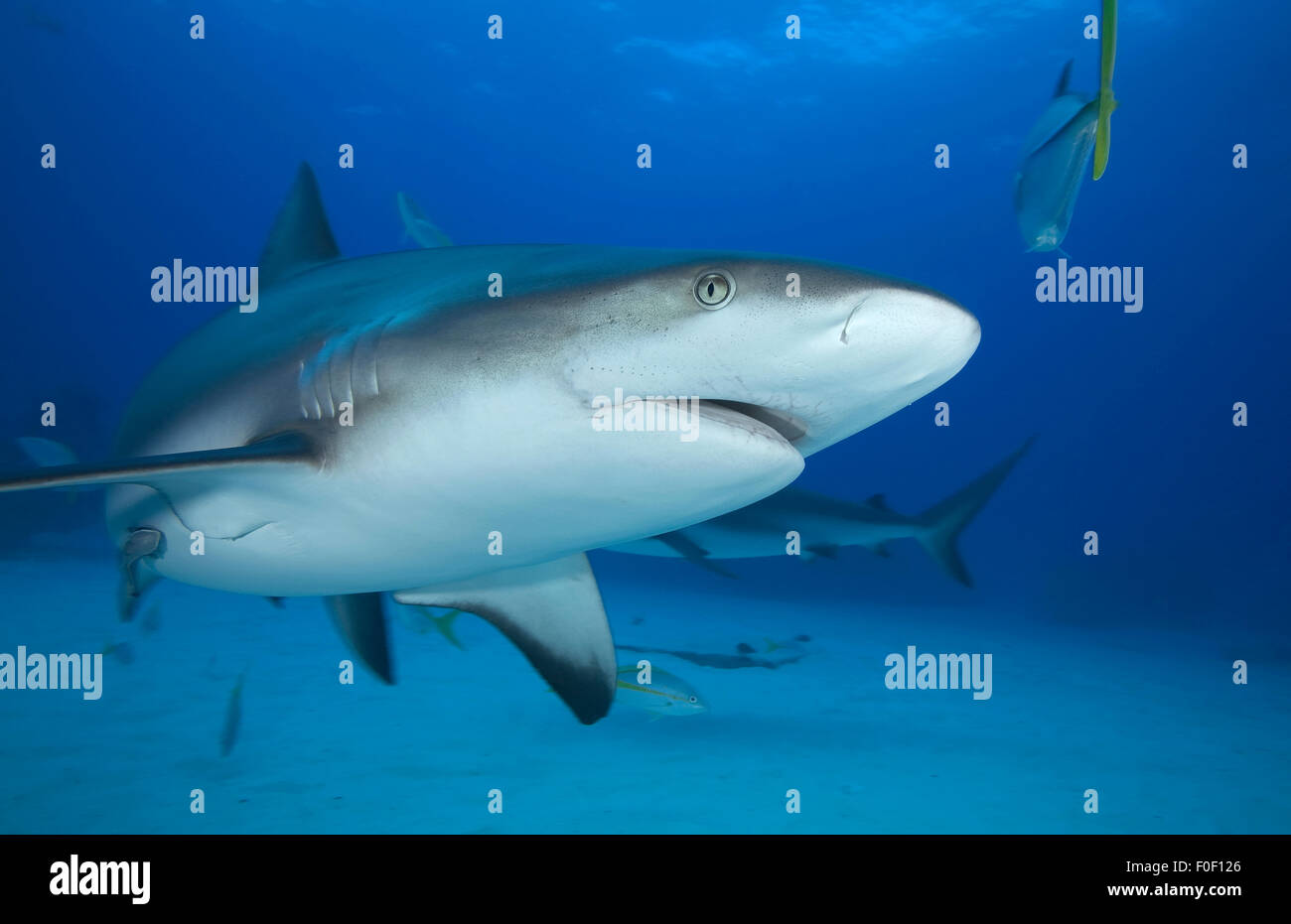 Bahamas unter wasser -Fotos und -Bildmaterial in hoher Auflösung – Alamy