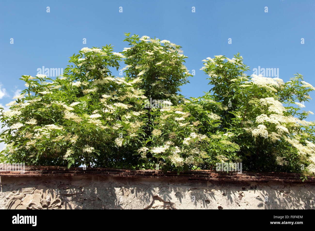 Weisser, Holunder; Haschberg; Holunderbeere; Sambucus Nigra ...
