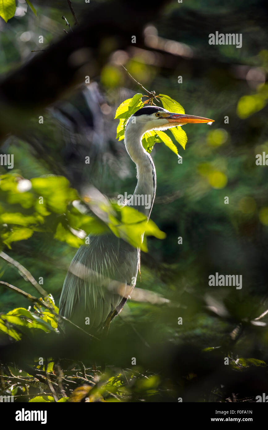 Ardea Cinerea Graureiher Stockfotos und -bilder Kaufen - Alamy