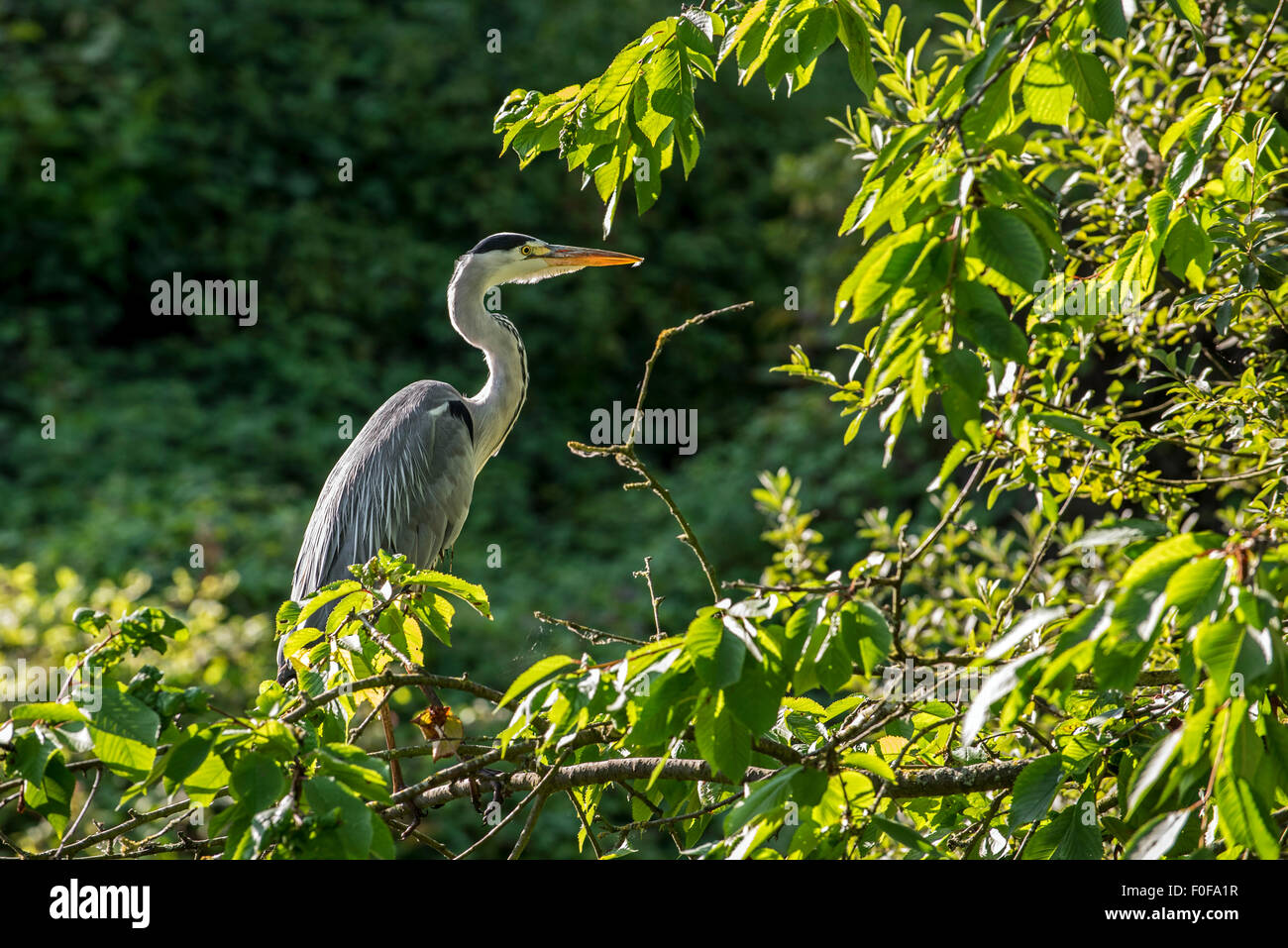 Ardea Cinerea Graureiher Stockfotos und -bilder Kaufen - Alamy