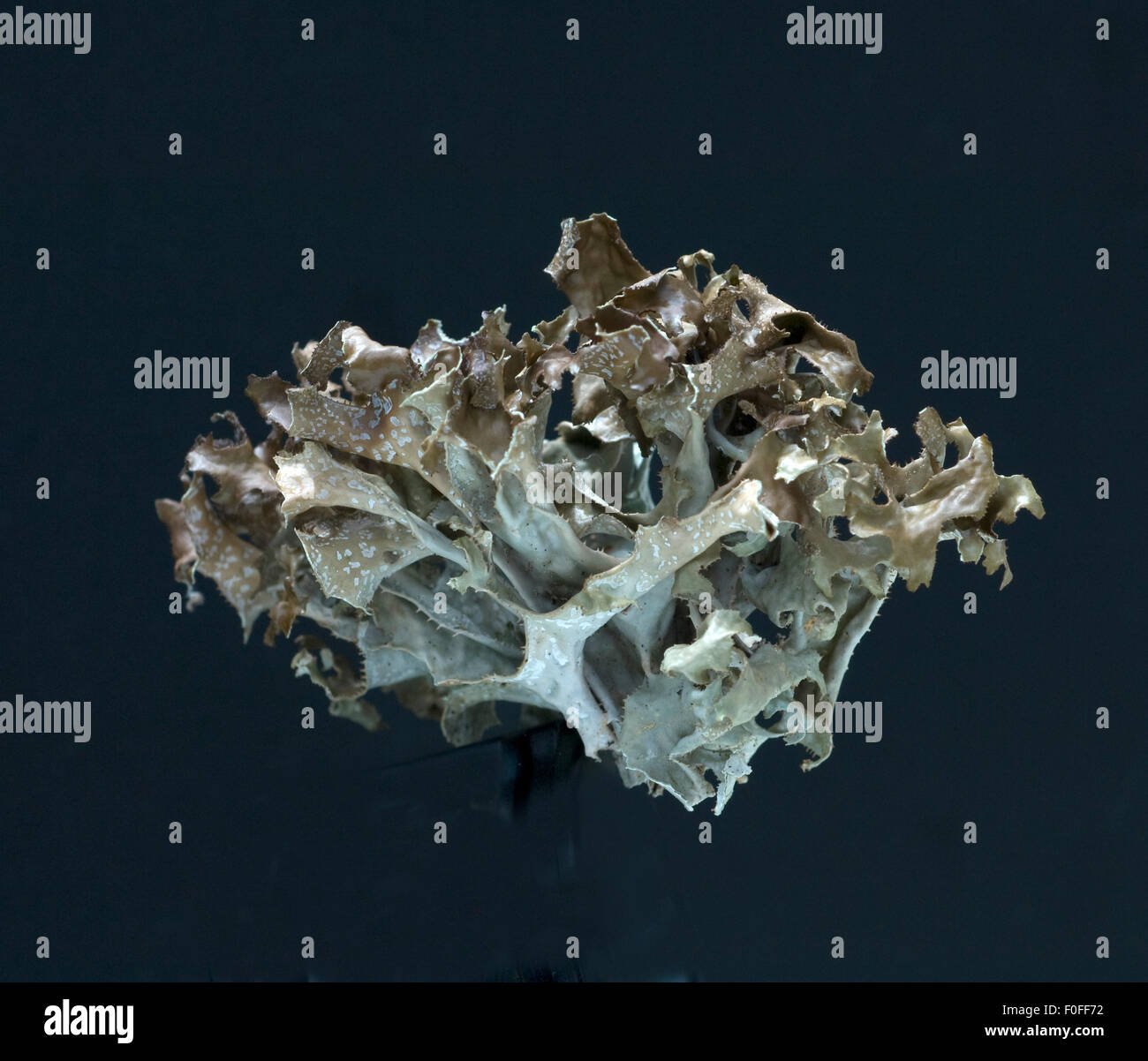 Lichen islandicus -Fotos und -Bildmaterial in hoher Auflösung – Alamy
