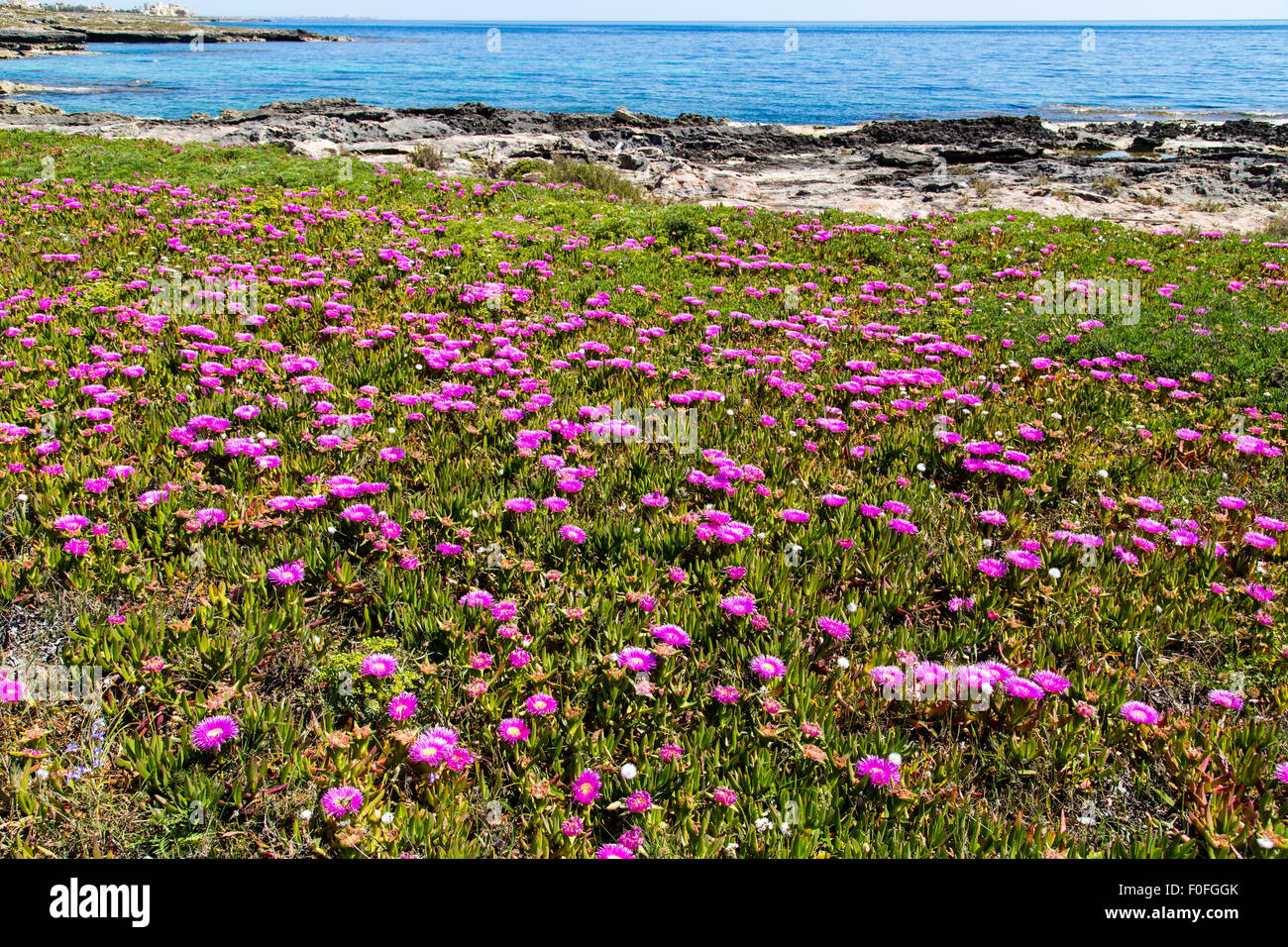 Blumen am strand -Fotos und -Bildmaterial in hoher Auflösung – Alamy
