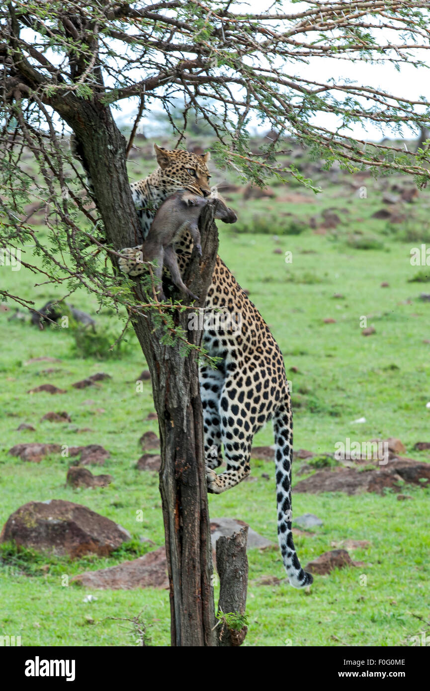 Leopard beute im baum -Fotos und -Bildmaterial in hoher Auflösung – Alamy