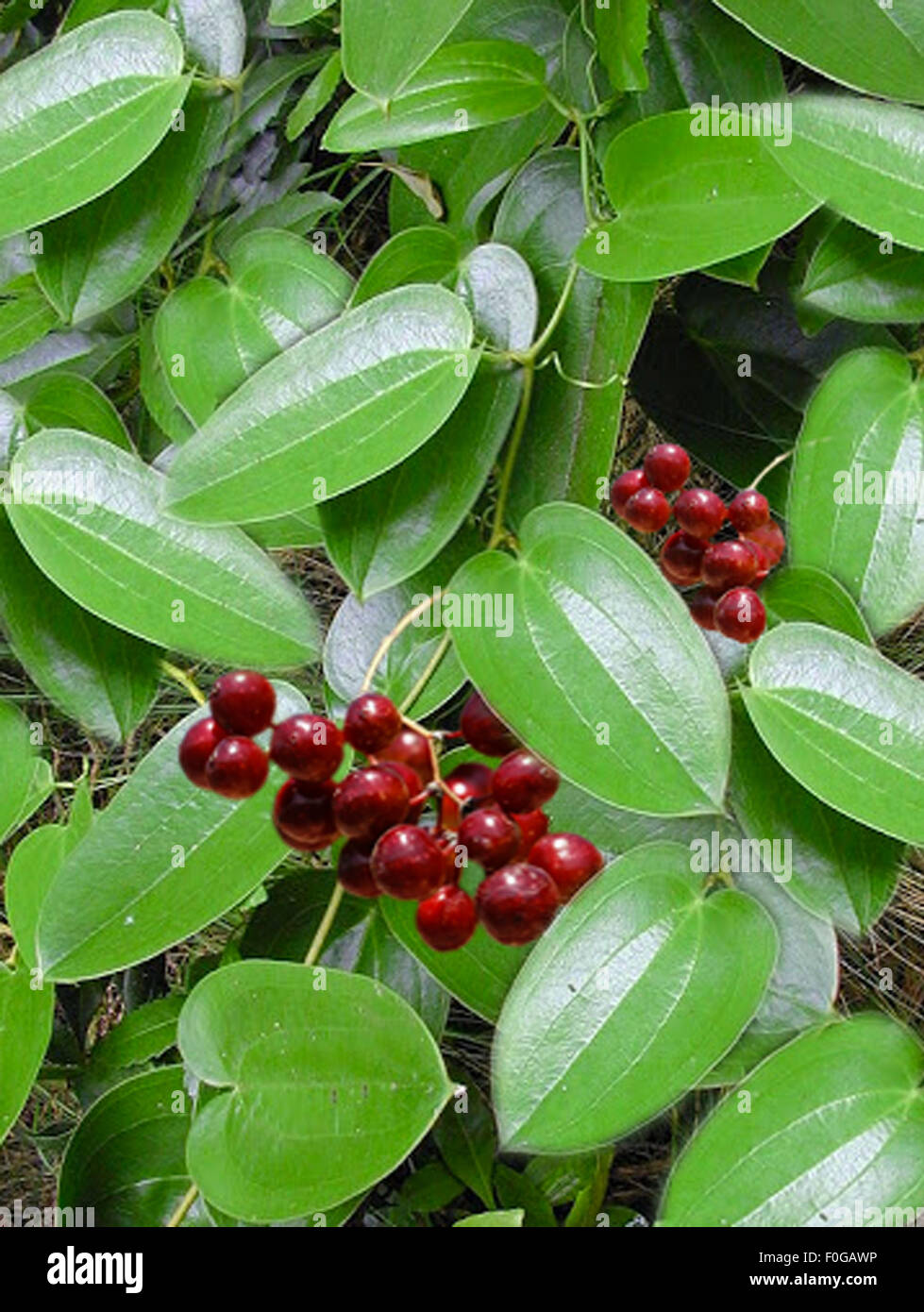 Smilax sarsaparilla -Fotos und -Bildmaterial in hoher Auflösung – Alamy