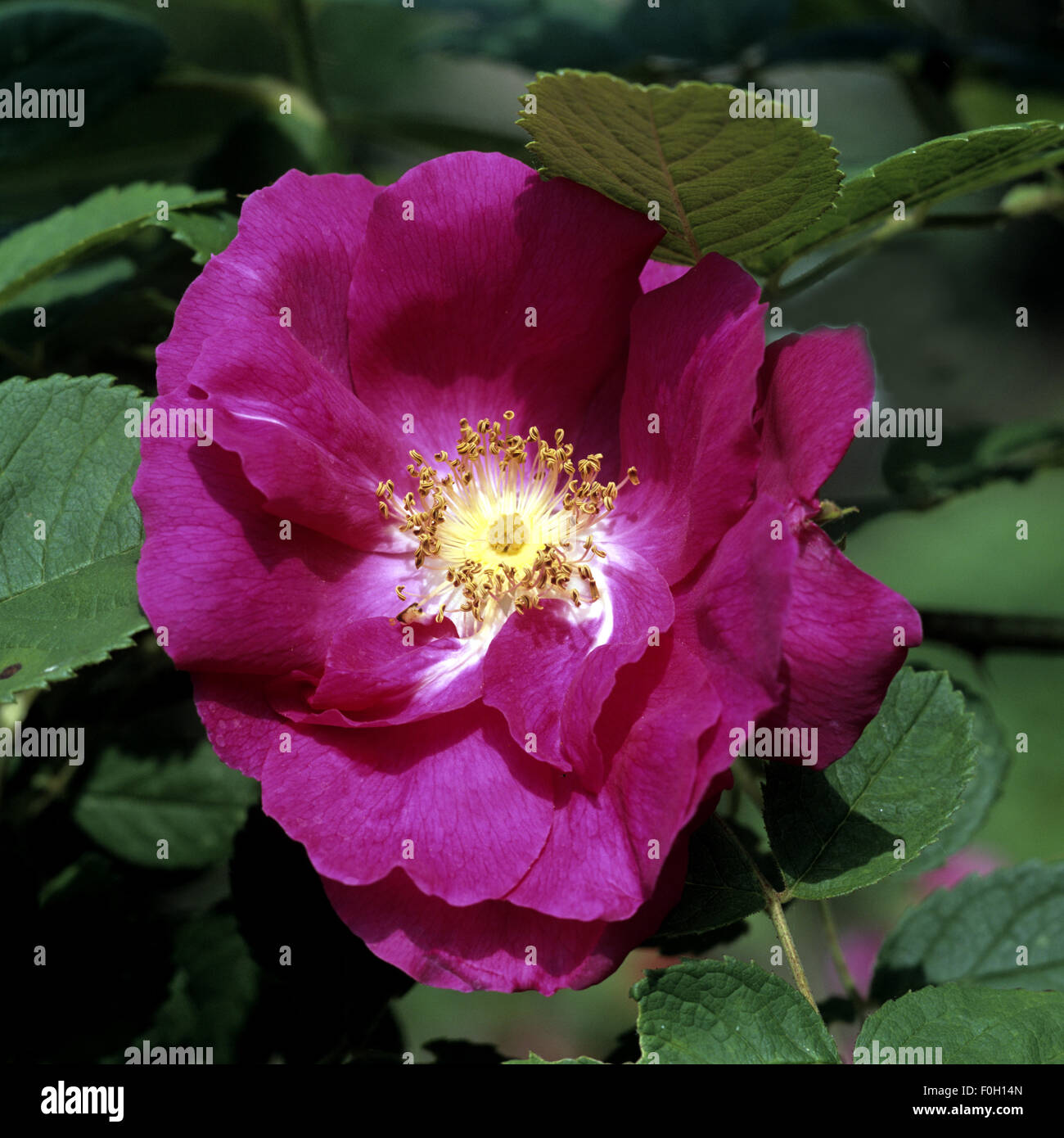 Historische rosen -Fotos und -Bildmaterial in hoher Auflösung – Alamy
