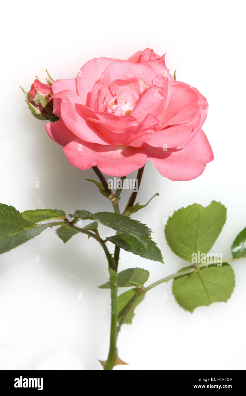 Wunderschone Rosen Eingerollte Blatter Fotos