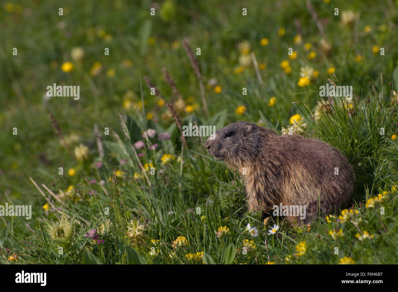 Murmeltier und blumen -Fotos und -Bildmaterial in hoher Auflösung – Alamy